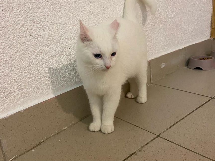 Кошка ищет семью