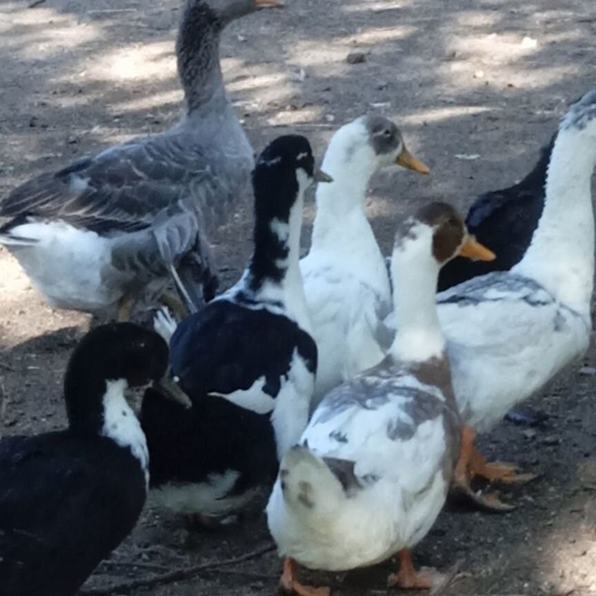 Утки голубой Фаворит