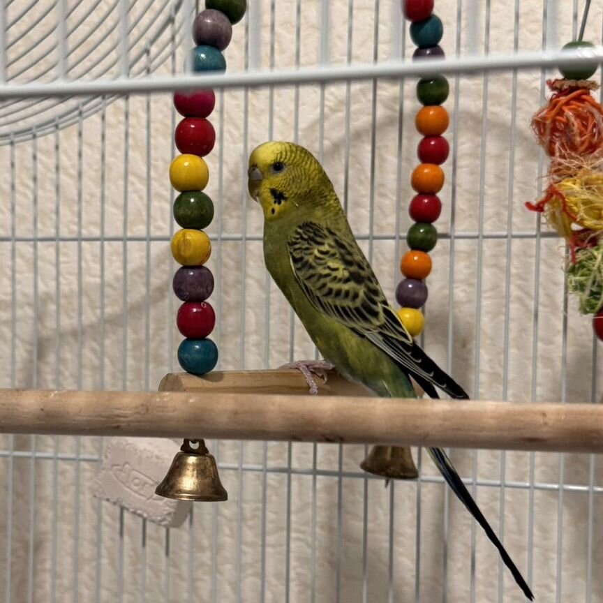 Клетка для попугая большая, волнистый попугай