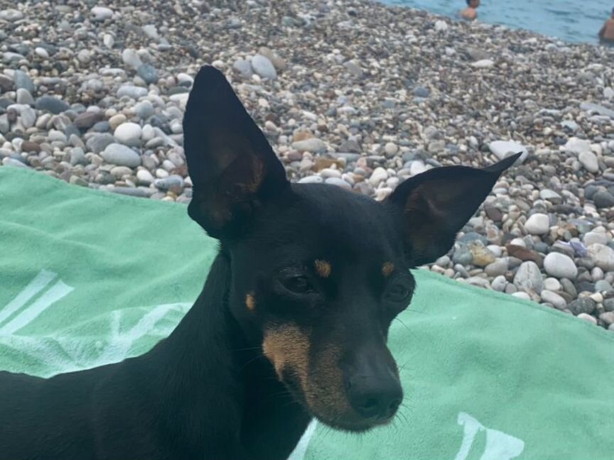 Домашние животные собаки маленькие