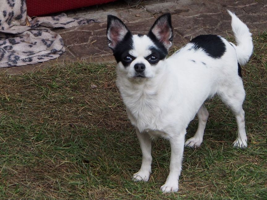 Чихуахуа, взрослая девочка