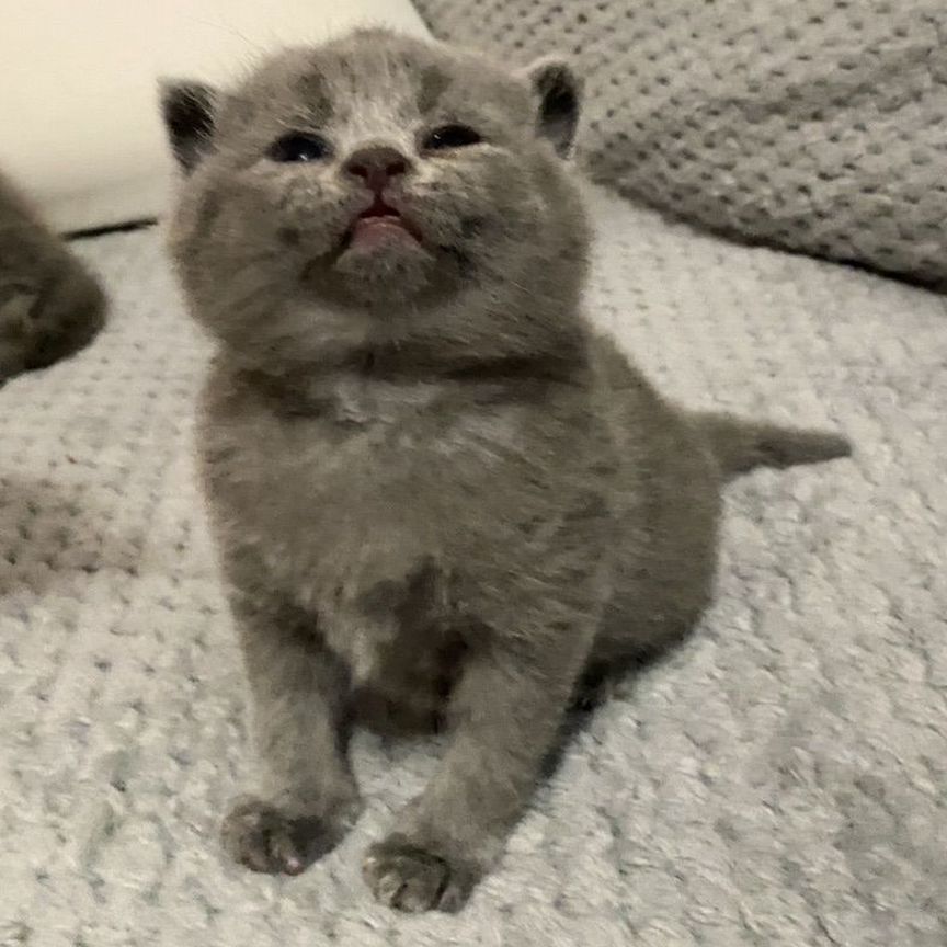 Шотландские вислоухие котята