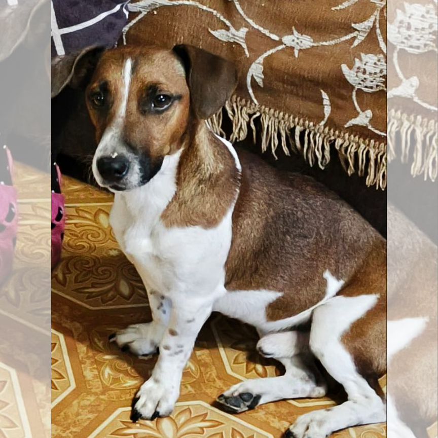 Маленькая собака мальчик