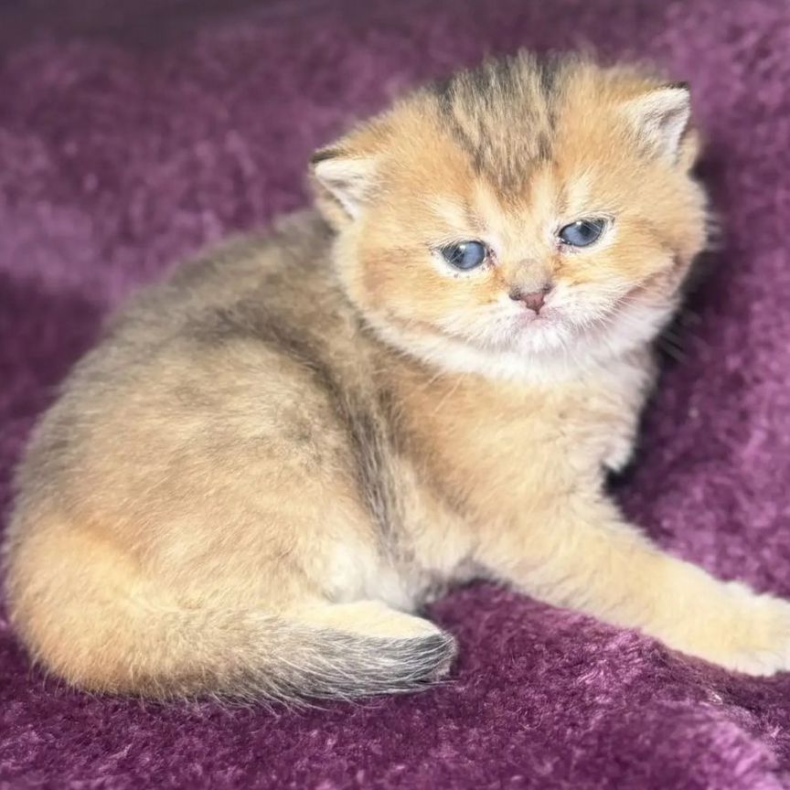 Шотландский вислоухий короткошёрстный котёнок