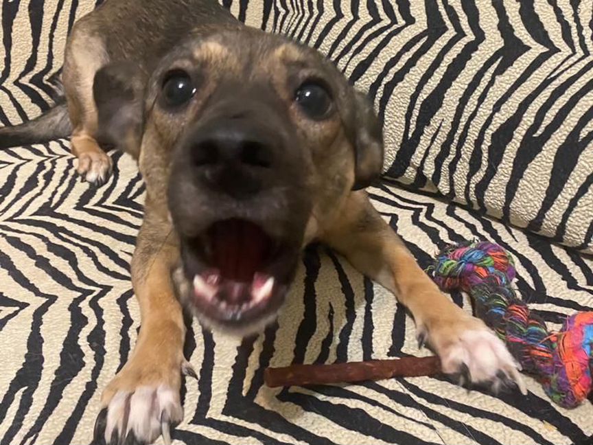 Лакки не большая собачка в дар