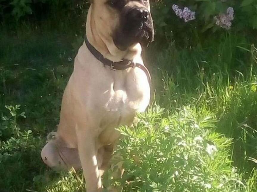 Кобель вязка кане корсо