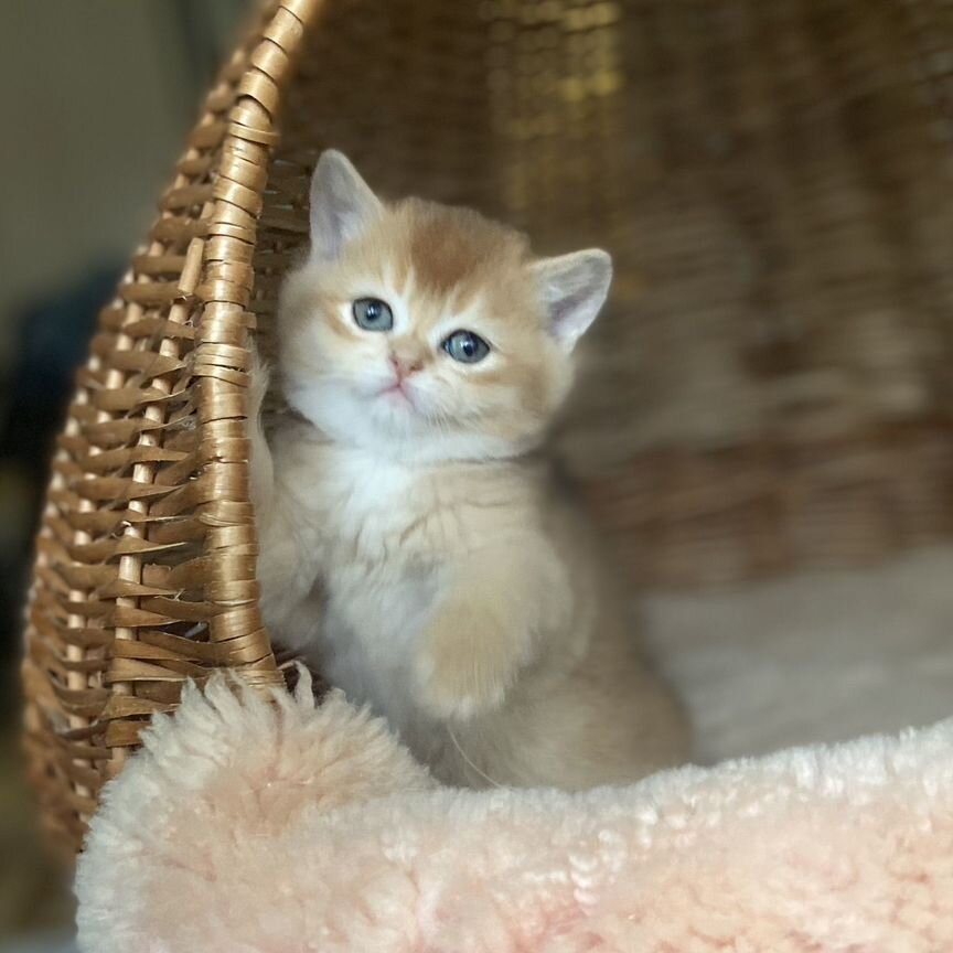 Британский котик ny 12