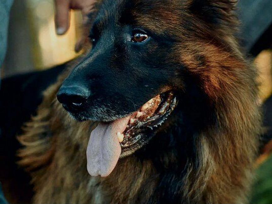 Вязка кабель Немецкая овчарка