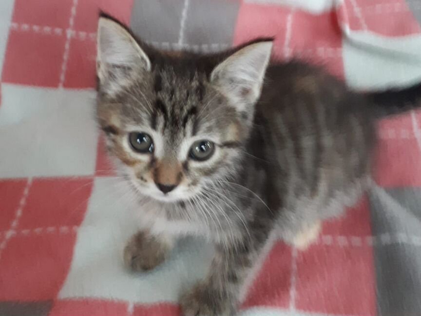 Котенок 1,5 месяца