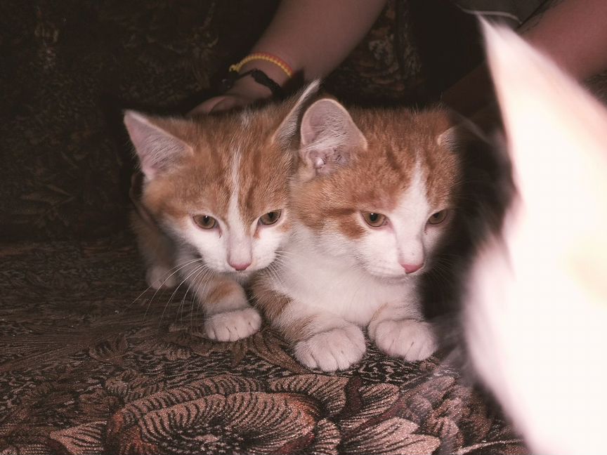 Отдаю котят молодые