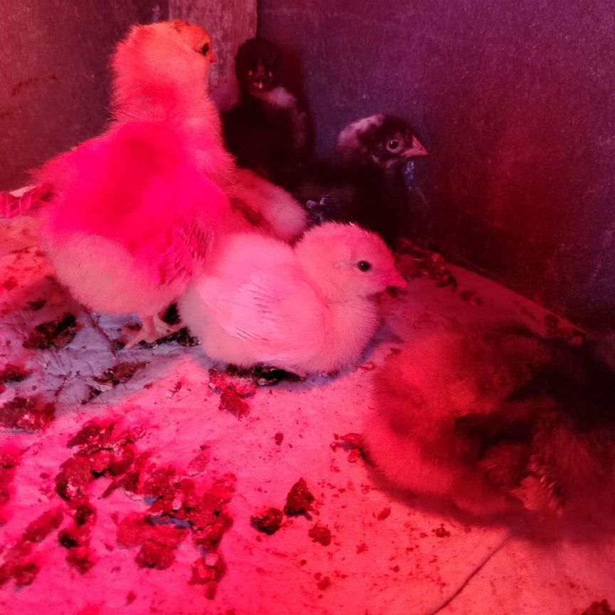 Цыплята суточные несушки