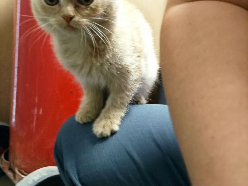 Кошка в дар бесплатно