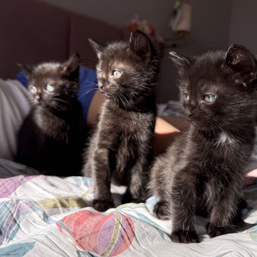 Русский голубой котёнок