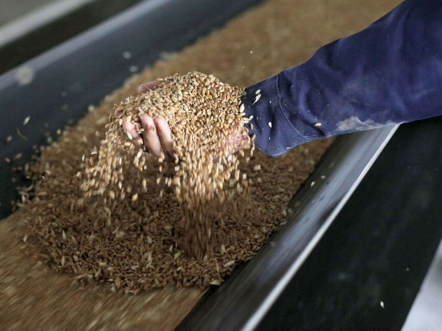 Зерно пшеница