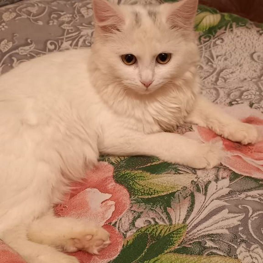 Котёнок девочка
