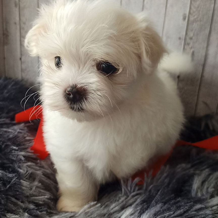 Мальтийская болонка, щенок