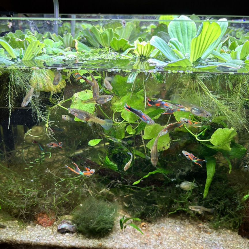 Гупппи Эндлера