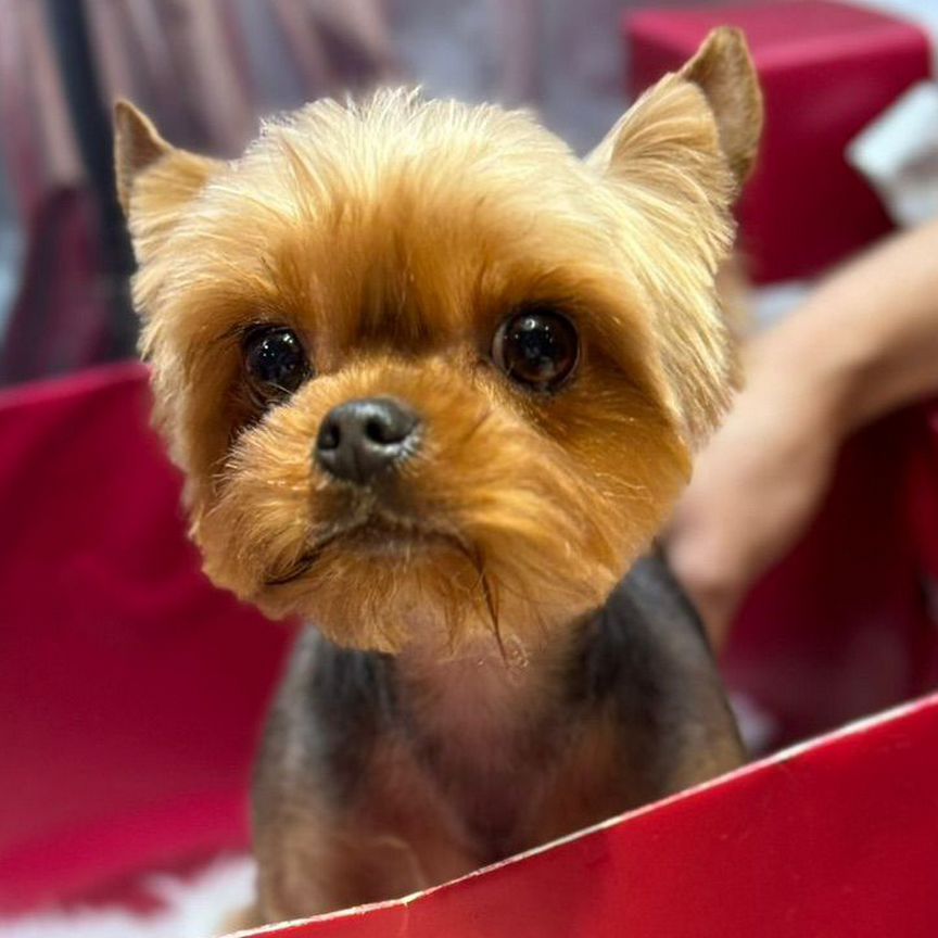 Йоркширский терьер, взрослый пёс