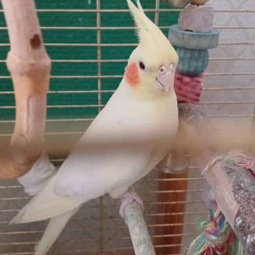 Попугай корелла ручная