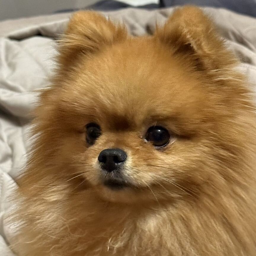 Померанский шпиц, взрослая собака