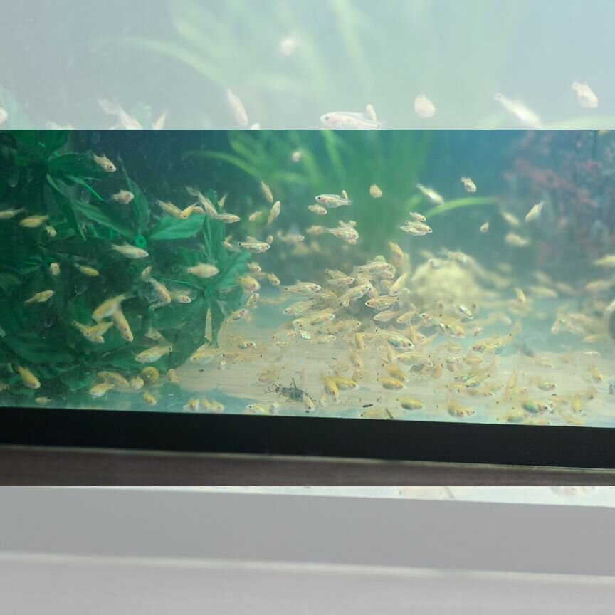 Мальки барбус огненный,шуберта