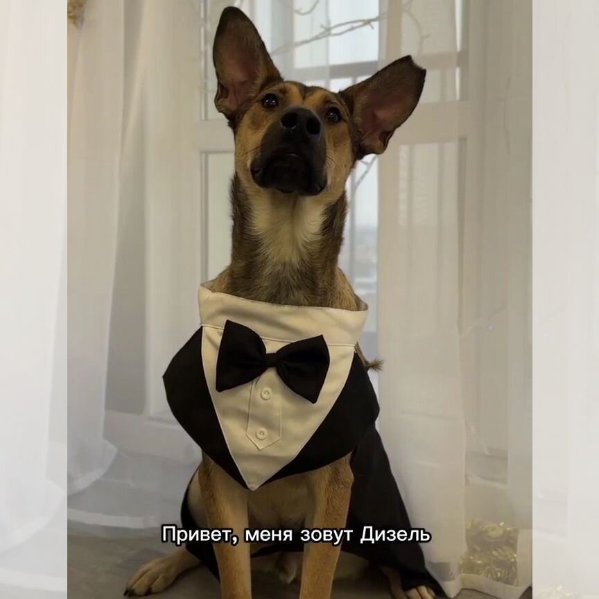 Взрослая собака в добрые руки