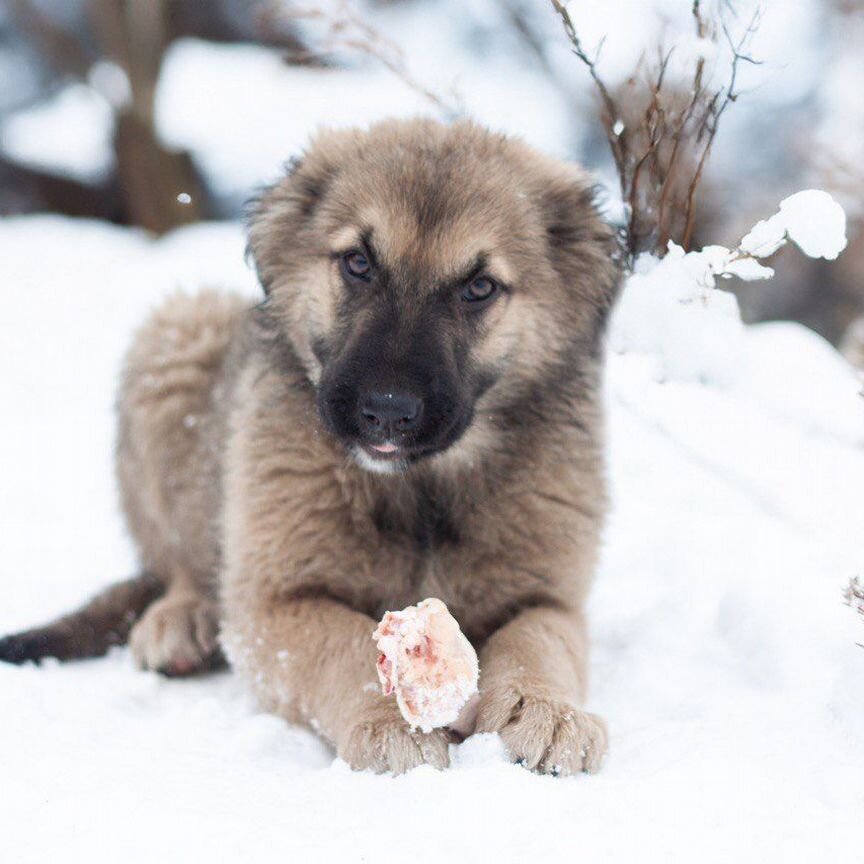 Пуша ласковая девочка