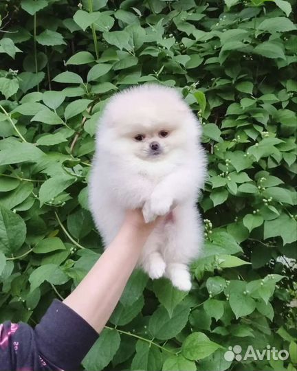 Девочка мини мишка