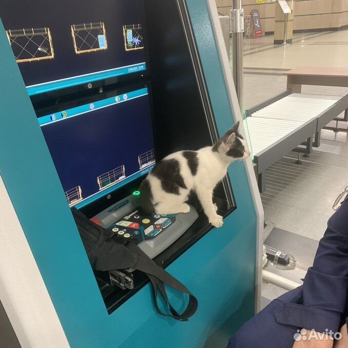 Котенок белый с черными пятнышками