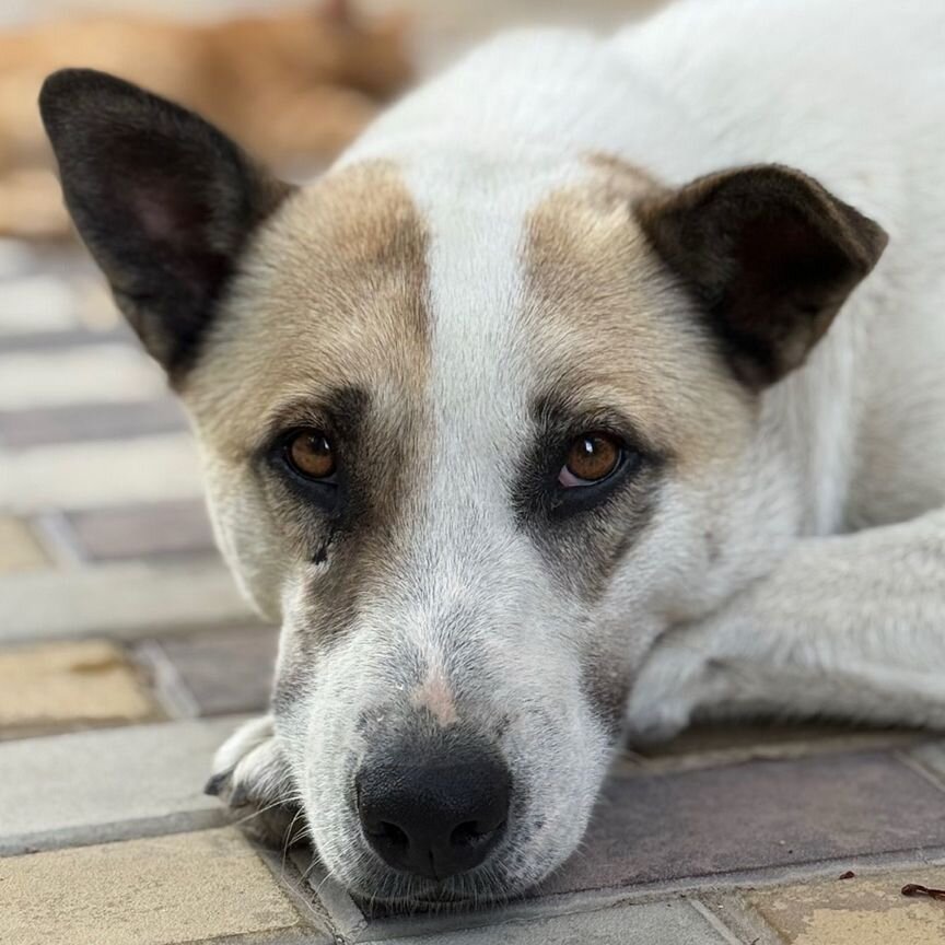 Взрослый пёс в добрые руки