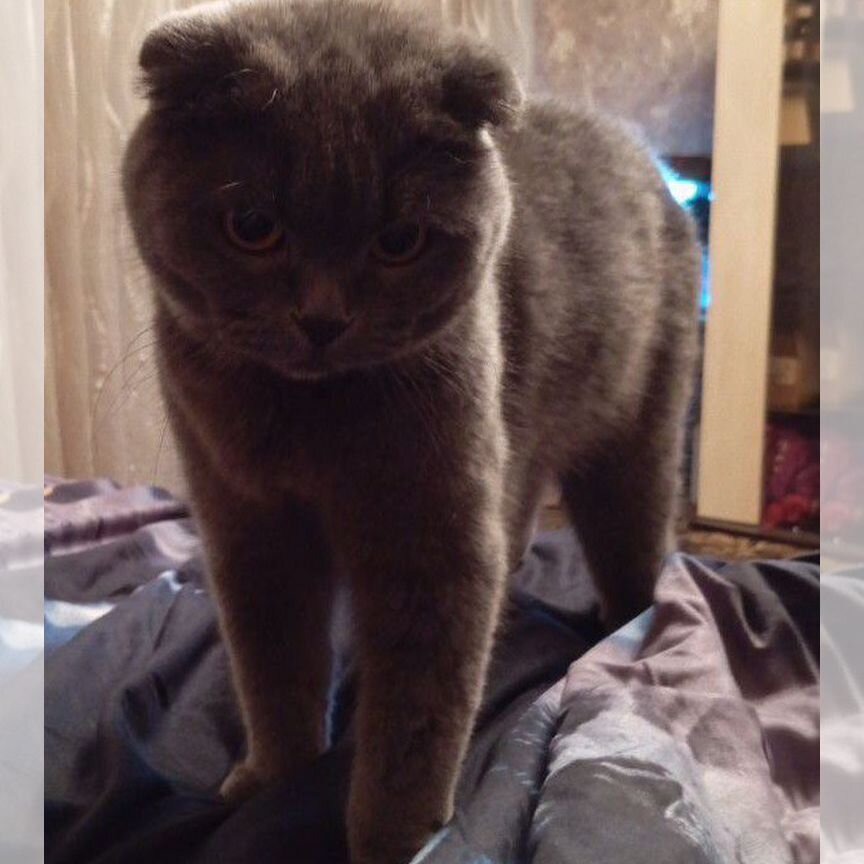 Шотландская вислоухая короткошёрстная кошка, взрослая