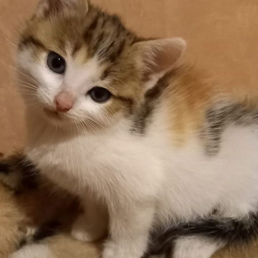 Котянок