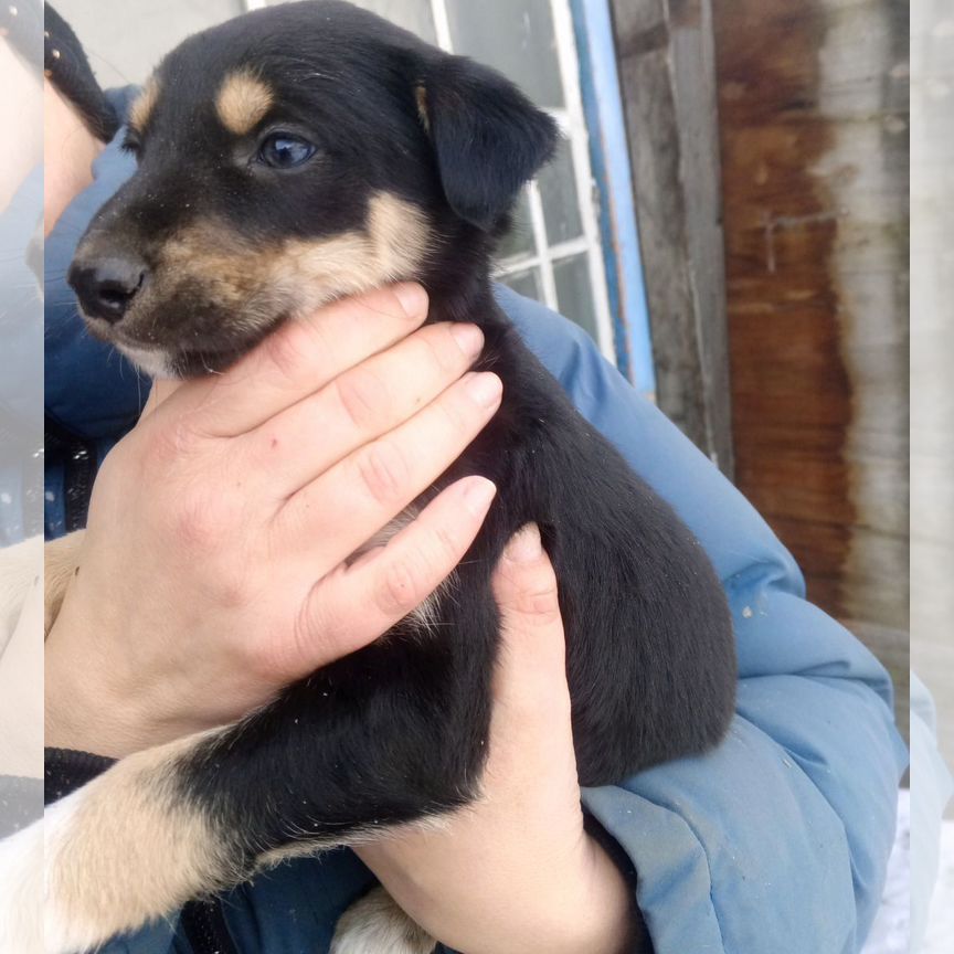 Щенок в добрые руки