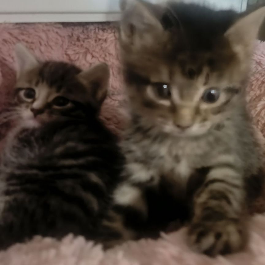 Котёнок от частного владельца