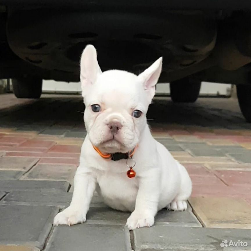 Французский бульдог крем девочка
