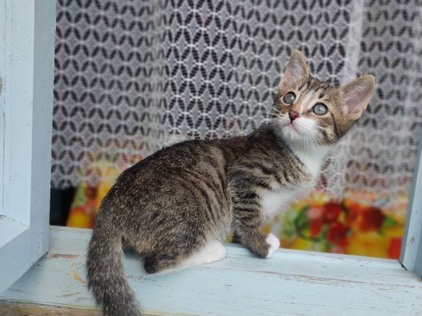 Котёнок усатый полосаты