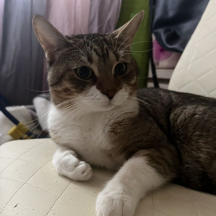 Отдам кота в добрые руки