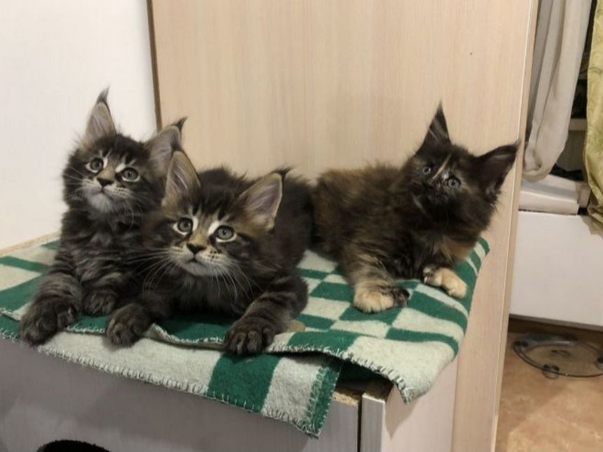 Обаятельные друзья с кистями