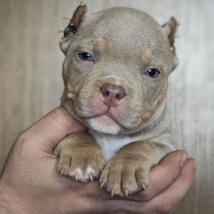 Щенки американского булли