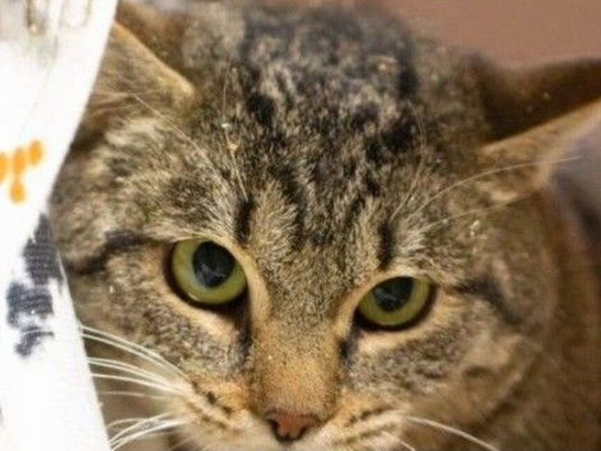 Кошка Южени в поисках самой лучшей семьи