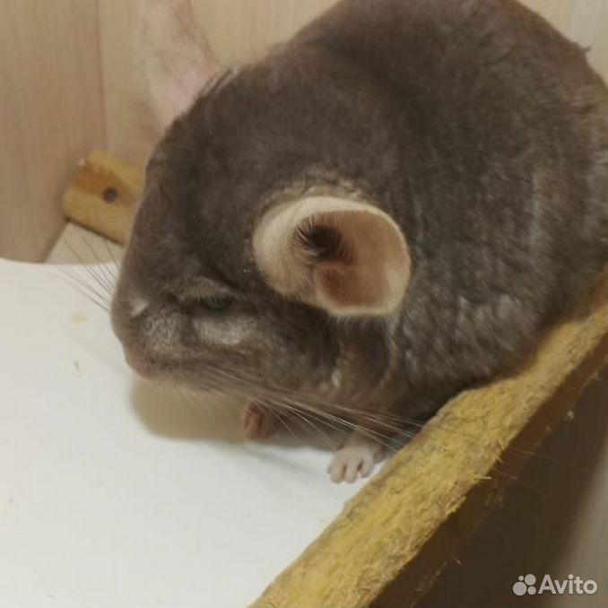 Шиншила мальчик 1 годик