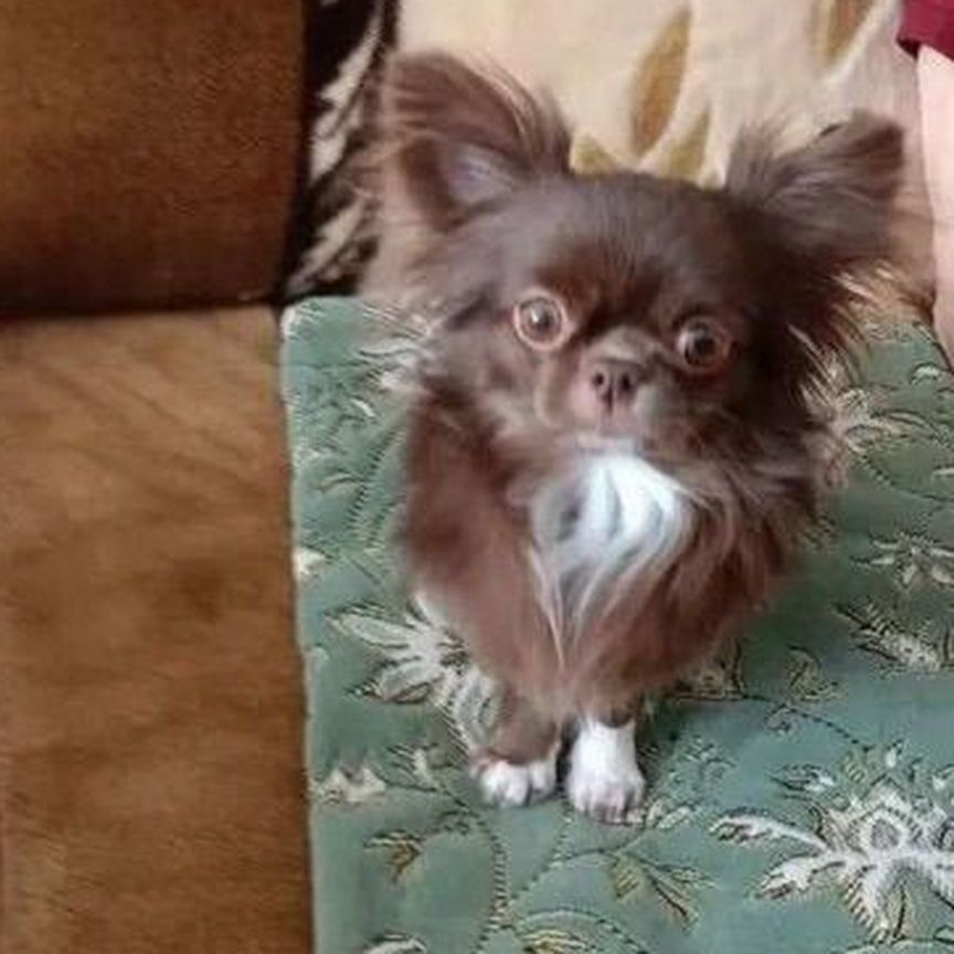 Чихуахуа, взрослая собака