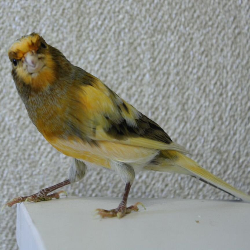 Кенара и канарейки