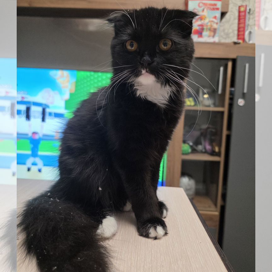 Шотландский вислоухий короткошёрстный котёнок