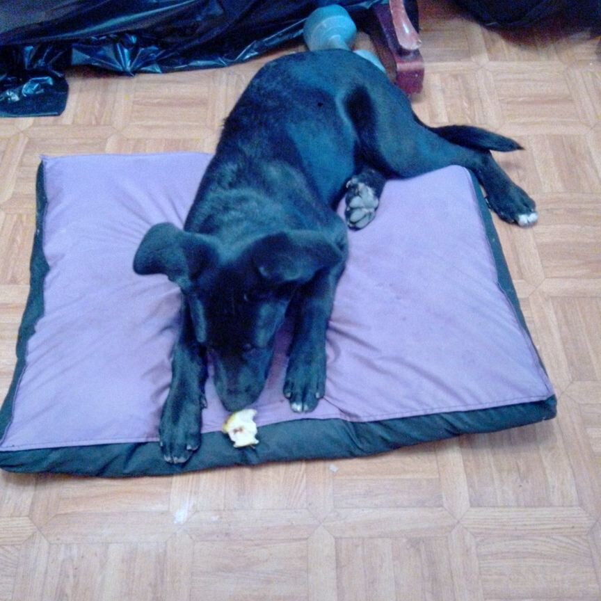 Щенок в добрые руки бесплатно