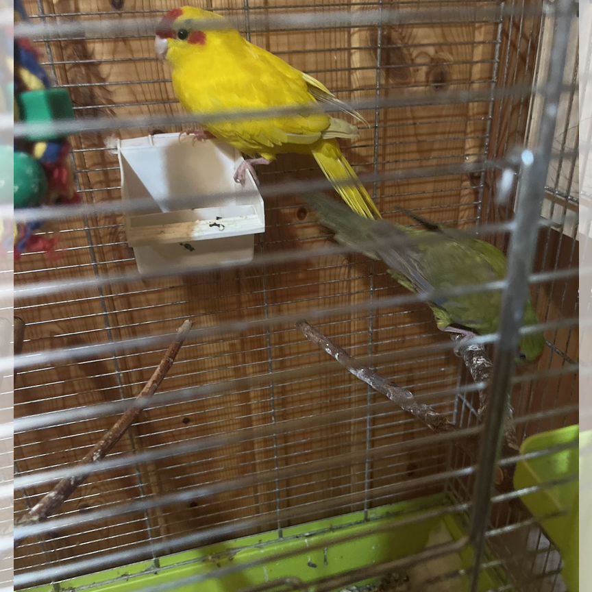Пара попугай какарик с клеткой