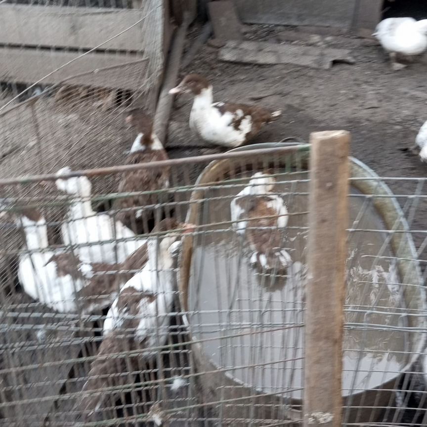 Утята шипуны 2 месяца