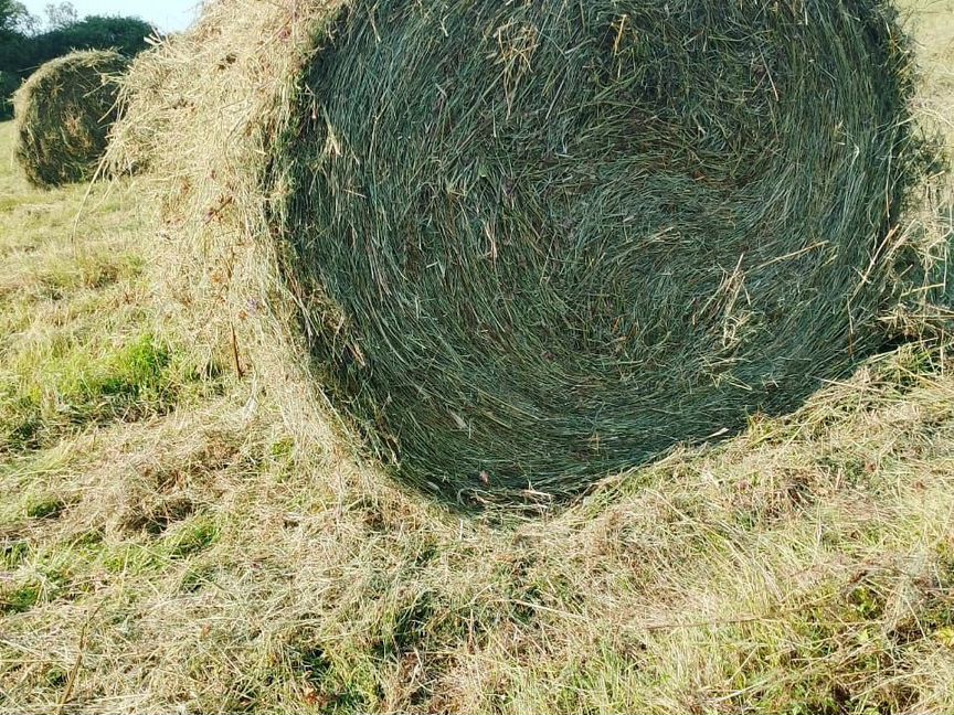 Сено в рулонах