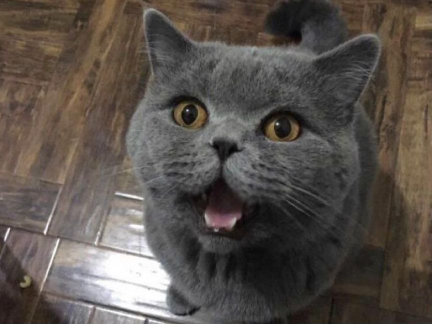Британский кот
