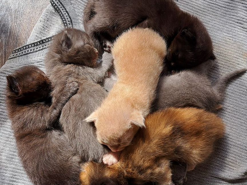 Котята в добрые руки бесплатно